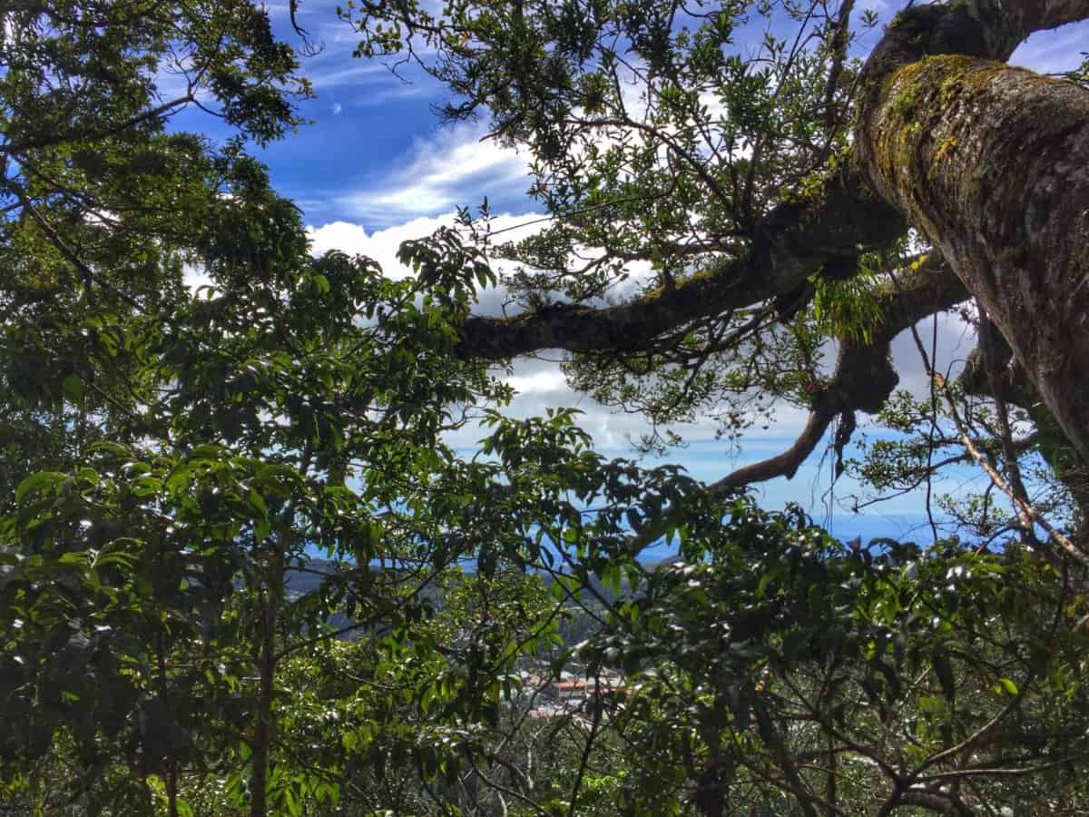 How to Climb a Ficus Tree in Costa Rica - Nurse to Nomad