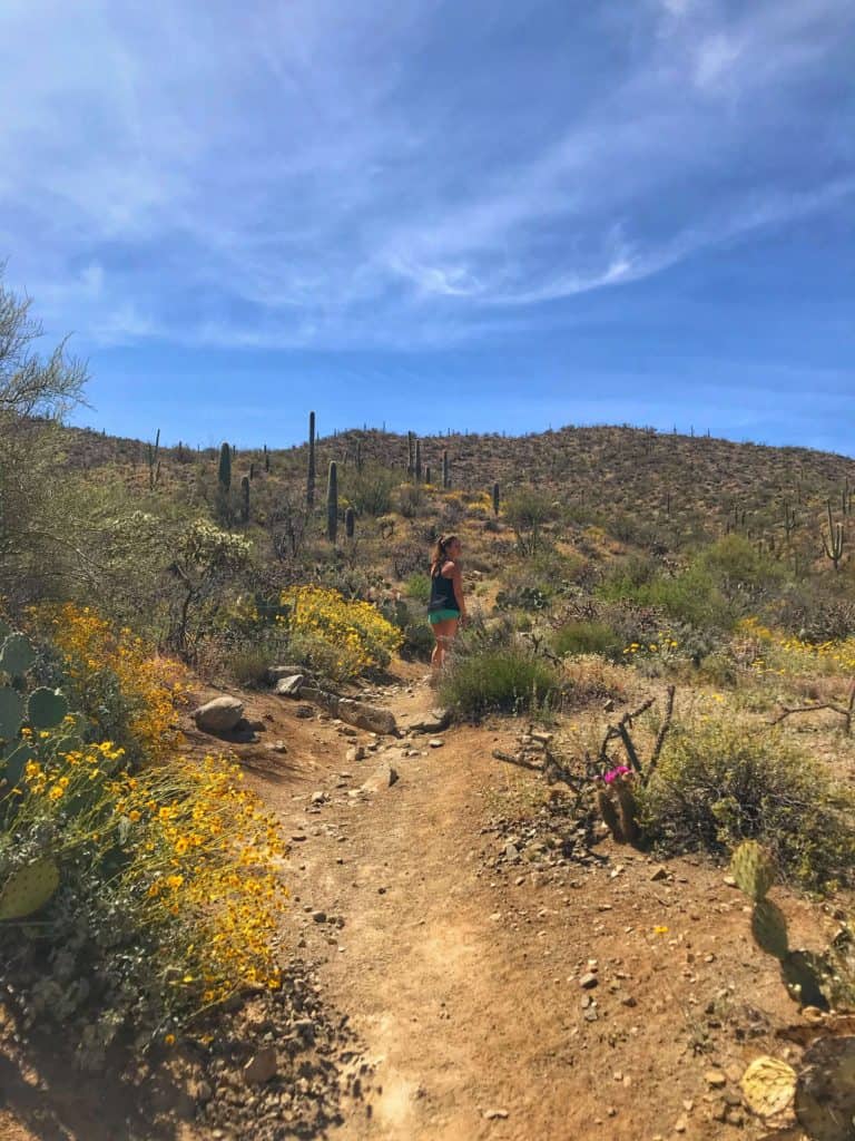 How to Explore Saguaro National Park - Nurse to Nomad